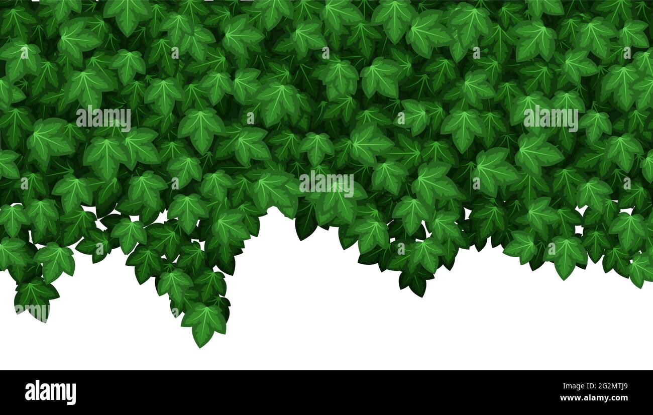 Ivy leaves texture, natural plant wall. Summer green foliage on white ...