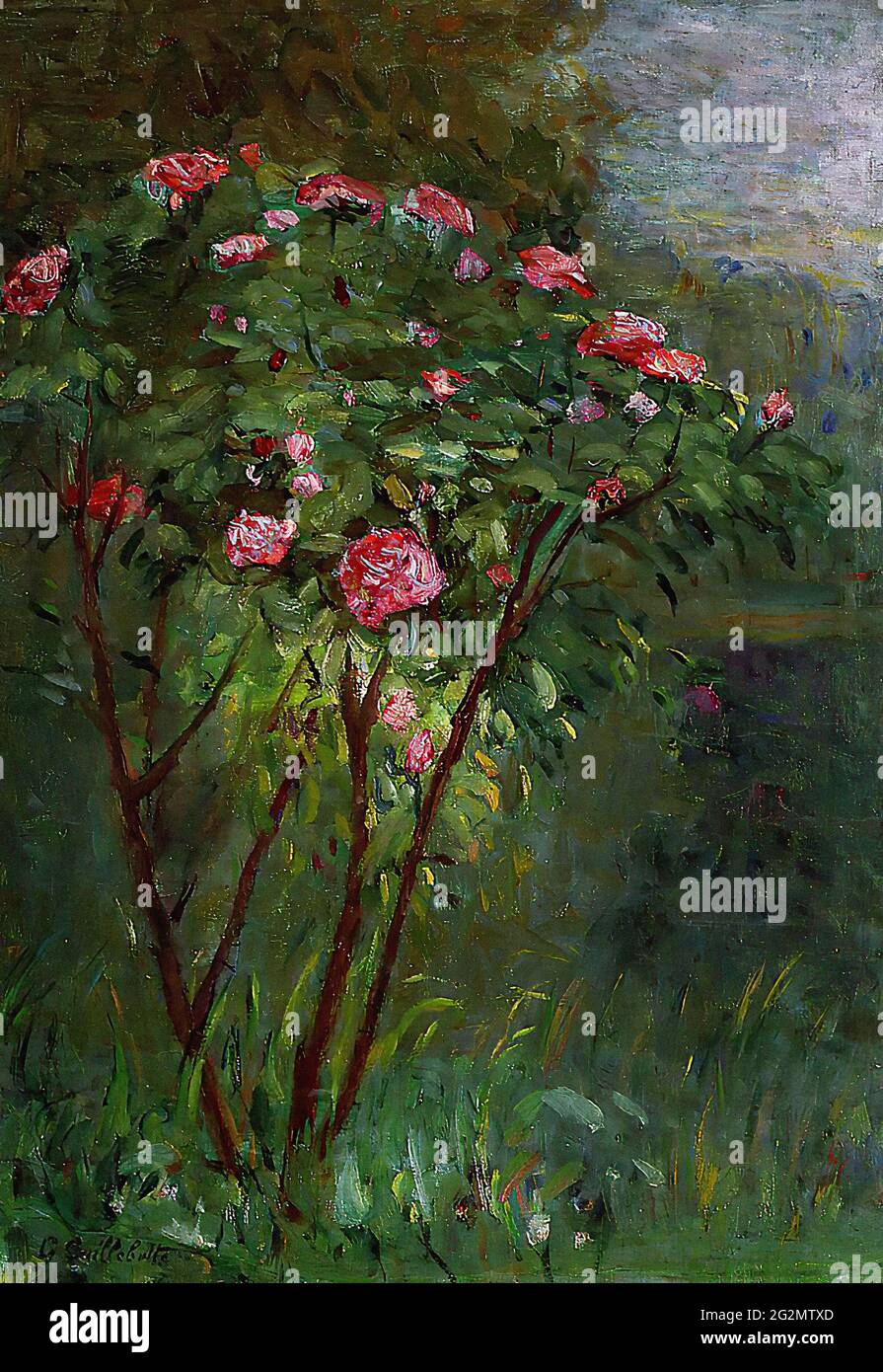 Gustave Caillebotte - Rose Bush Flower 1884 Stock Photo - Alamy