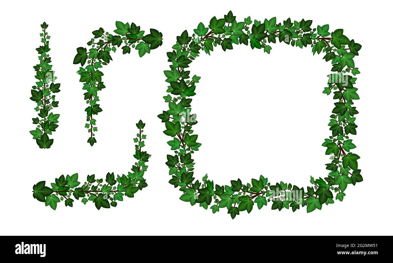 Ivy leaves decorative borders and frame. Floral pattern. Green ivy ...