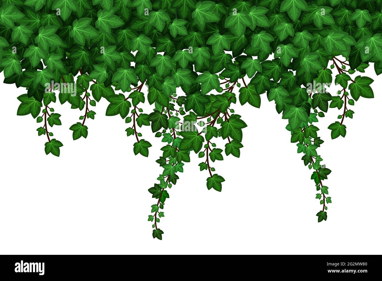 Ivy foliage seamless pattern on white background. Green ivy leaves and ...