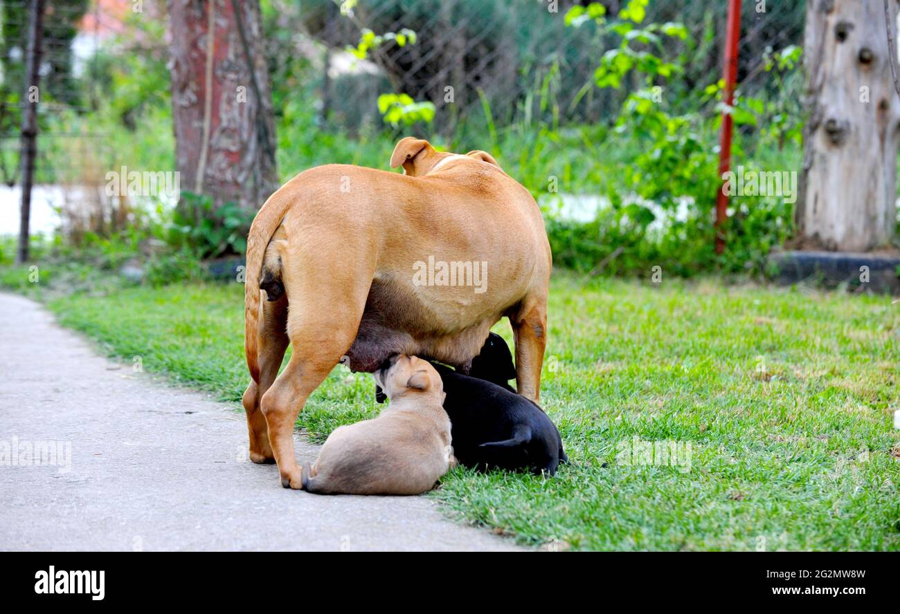 American staffordshire Dog feed her puppies Stock Photo - Alamy