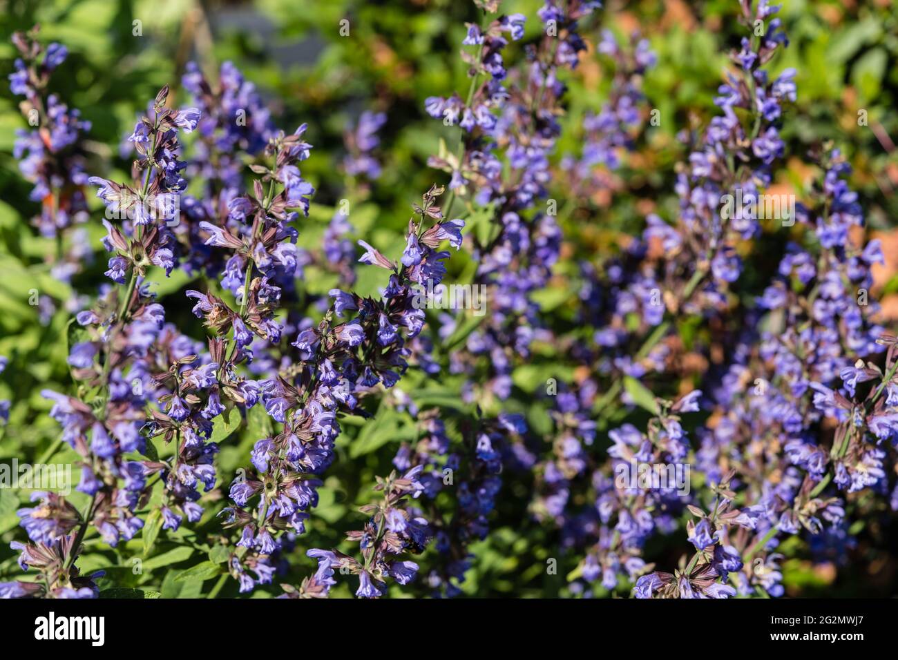 Salbei Tea High Resolution Stock Photography and Images - Alamy