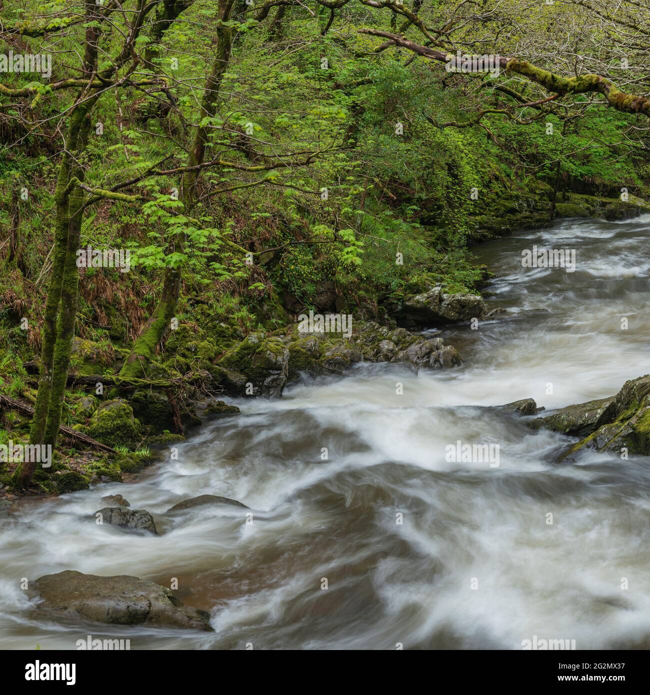 Beautiful Spring landscape image of Watrersmeet in Devon England where ...