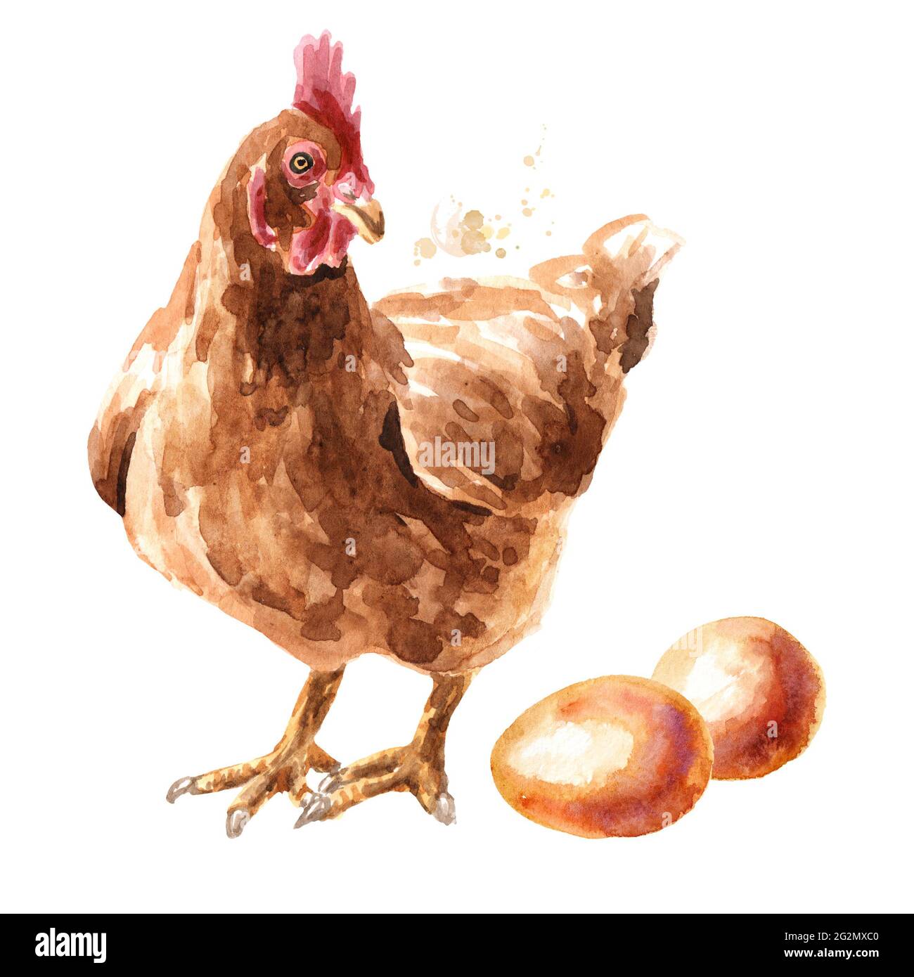 Hen near the eggs. Hand drawn watercolor illustration isolated on white ...