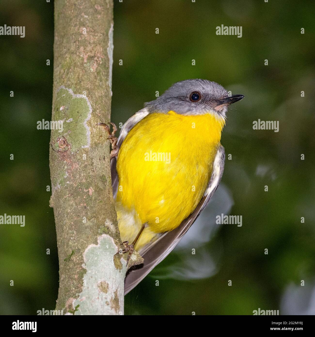 O'Reilly's Rainforest Retreat, Green Mountains National Park - Eastern ...
