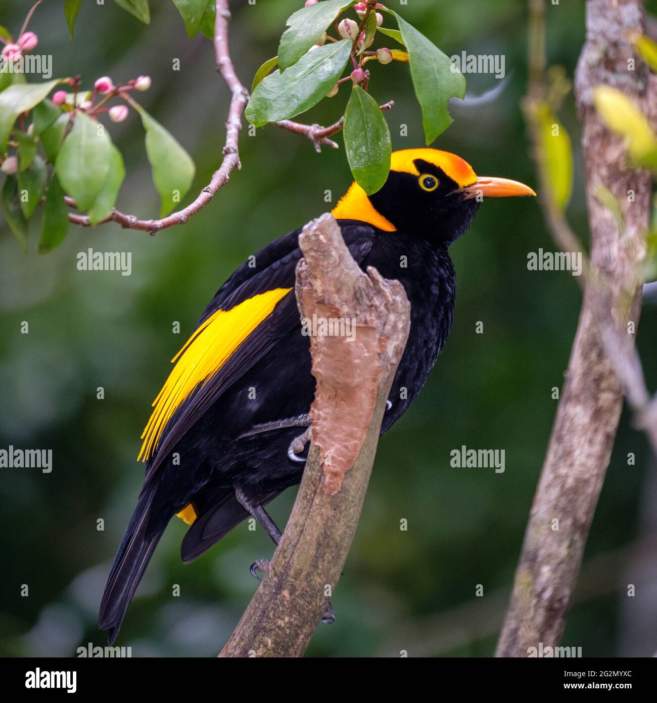 O'Reilly's Rainforest Retreat, Green Mountains National Park - Regent ...