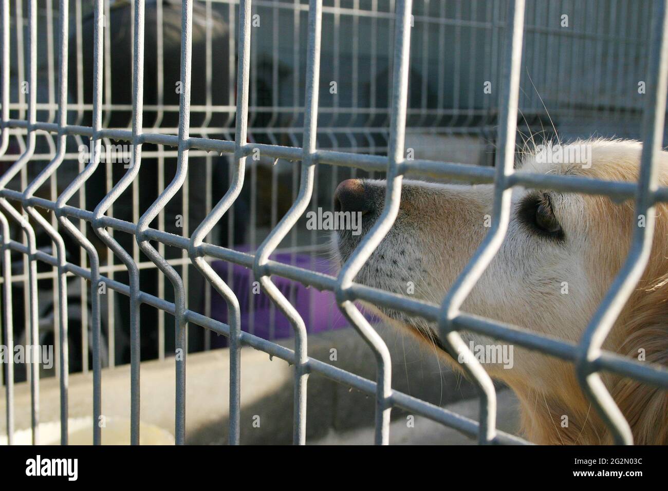 Closeup of an adorable dog with a sad expression in a cage Stock Photo ...