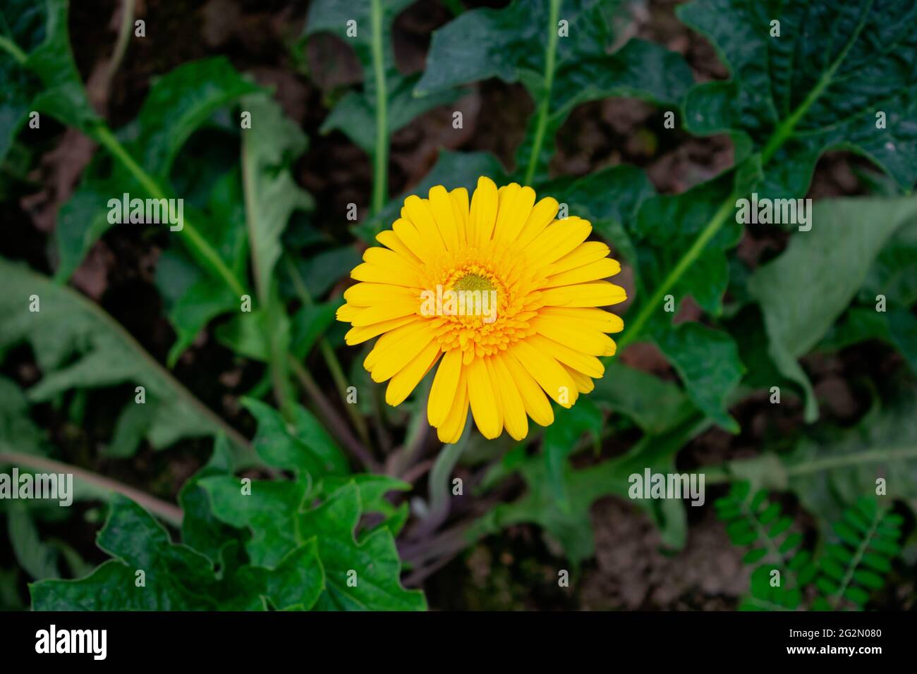 Gerbera gerbera hi-res stock photography and images - Alamy