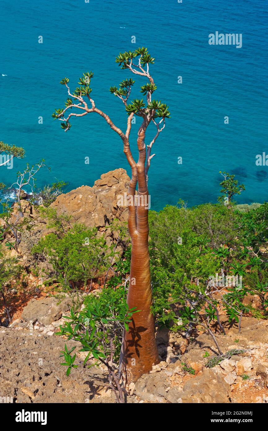 Yemen, Socotra island, Rose of Desert, Adenium Obesum ssp. Sokotranum ...