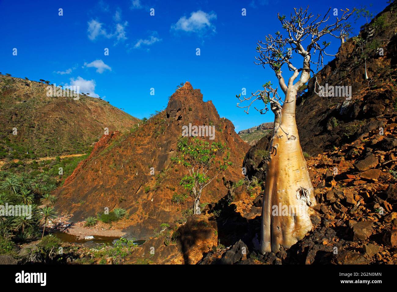 Yemen, Socotra island, Rose of Desert, Adenium Obesum ssp. Sokotranum ...