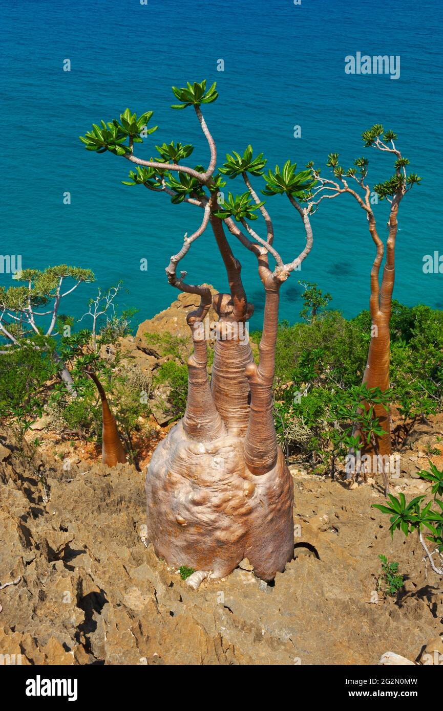 Yemen, Socotra island, Rose of Desert, Adenium Obesum ssp. Sokotranum ...
