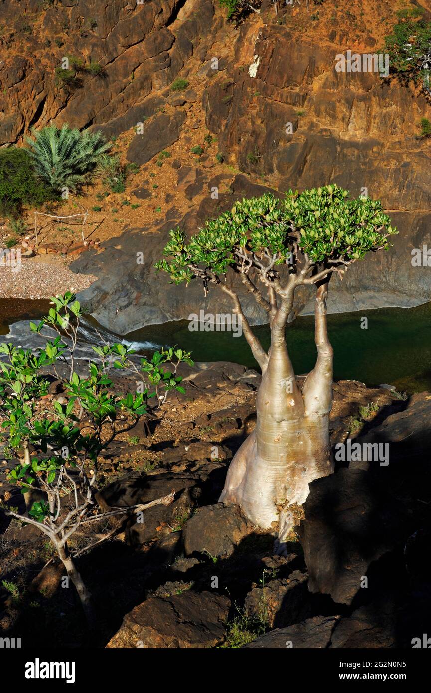 Yemen, Socotra island, Rose of Desert, Adenium Obesum ssp. Sokotranum ...