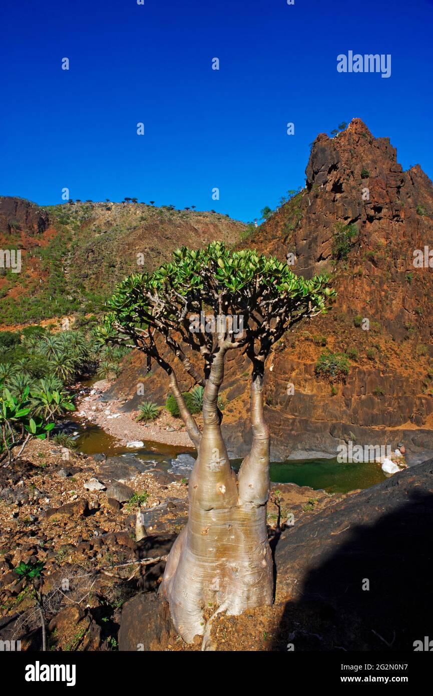 Yemen, Socotra island, Rose of Desert, Adenium Obesum ssp. Sokotranum ...