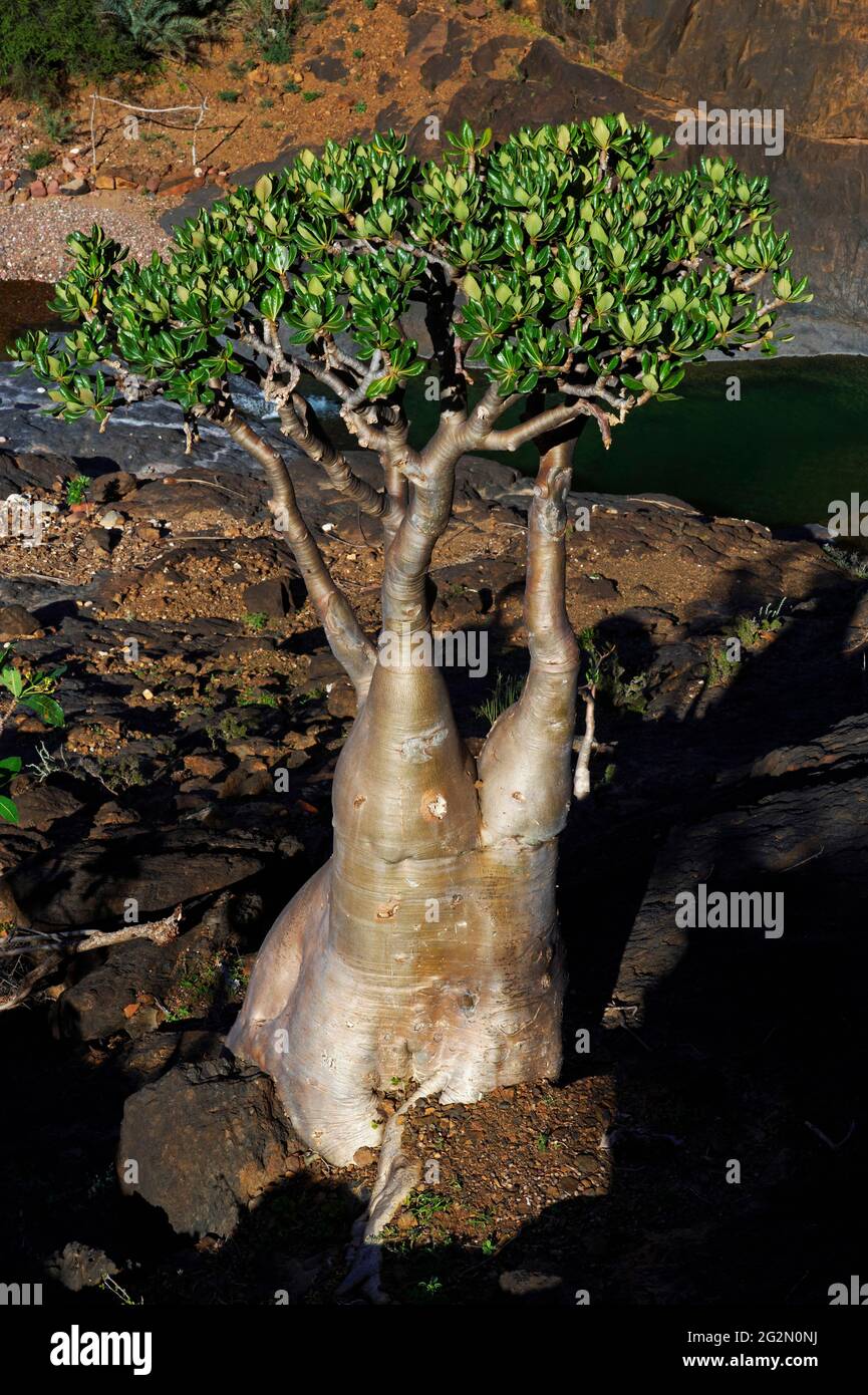 Yemen, Socotra island, Rose of Desert, Adenium Obesum ssp. Sokotranum ...