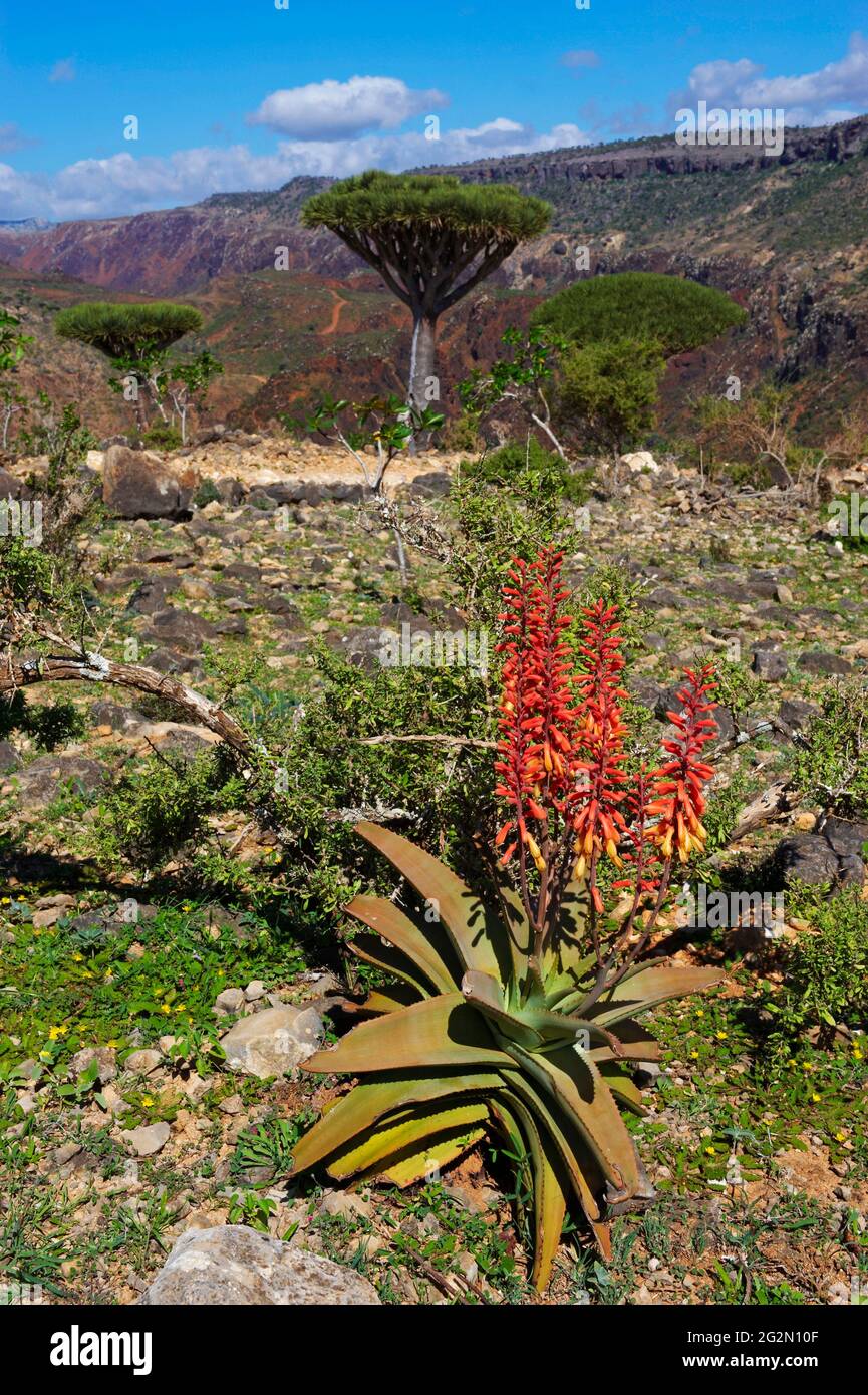 Yemen, Socotra island, Aloes, Aloe Perryi Stock Photo - Alamy