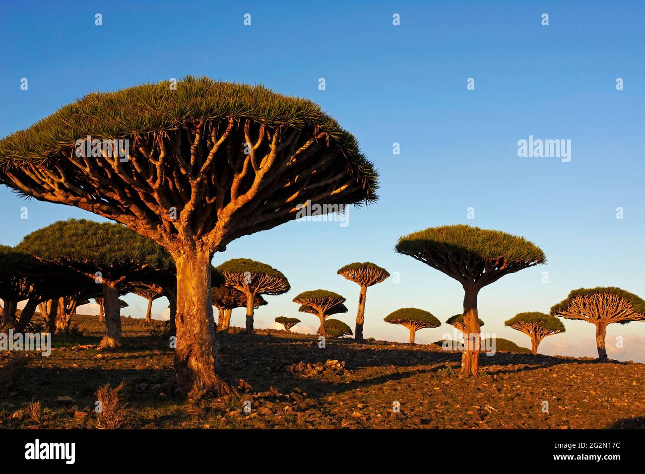 Yemen, Socotra island, Dragon tree, Dracaena Cinnabari Stock Photo - Alamy