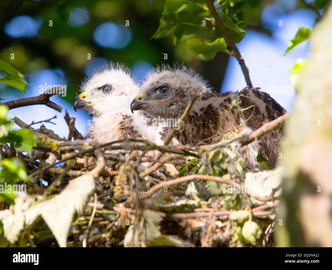 Buteo buteo common buzzard nest hi-res stock photography and images - Alamy