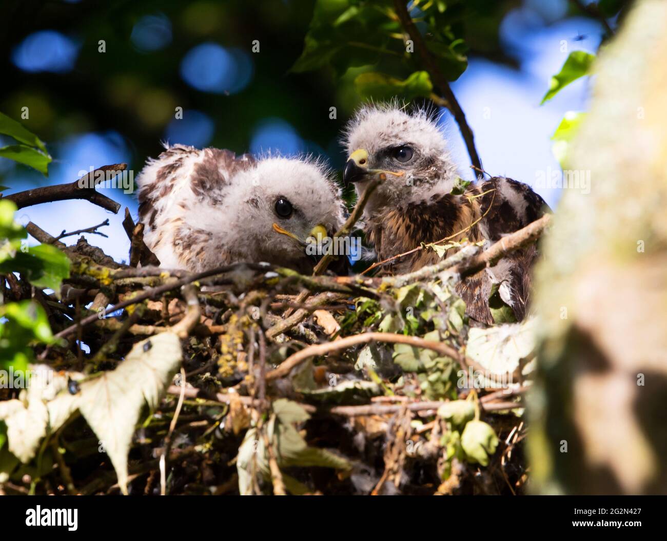Buteo buteo common buzzard nest hi-res stock photography and images - Alamy
