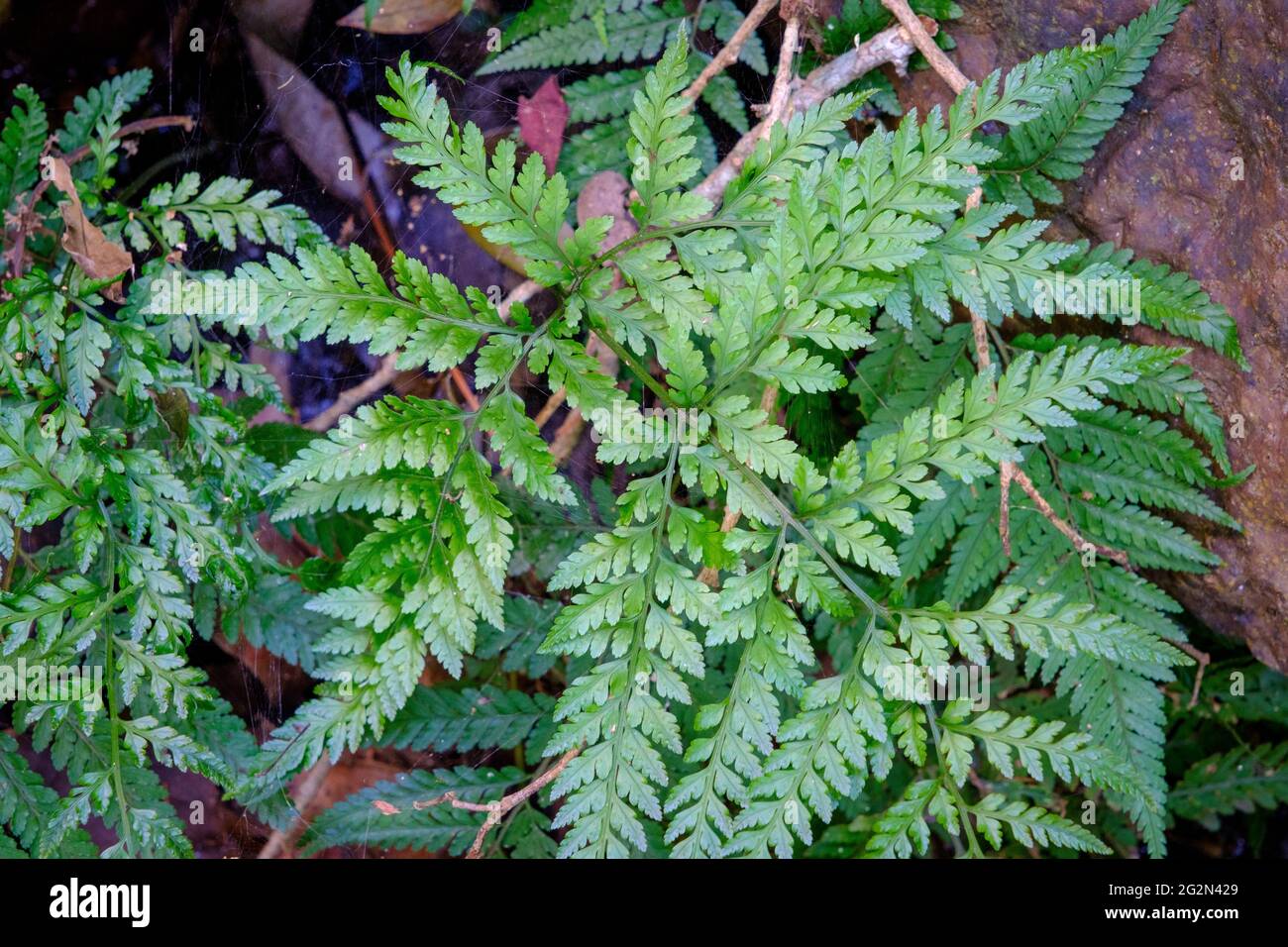 O'Reilly's Rainforest Retreat, Green Mountains National Park - Moran ...