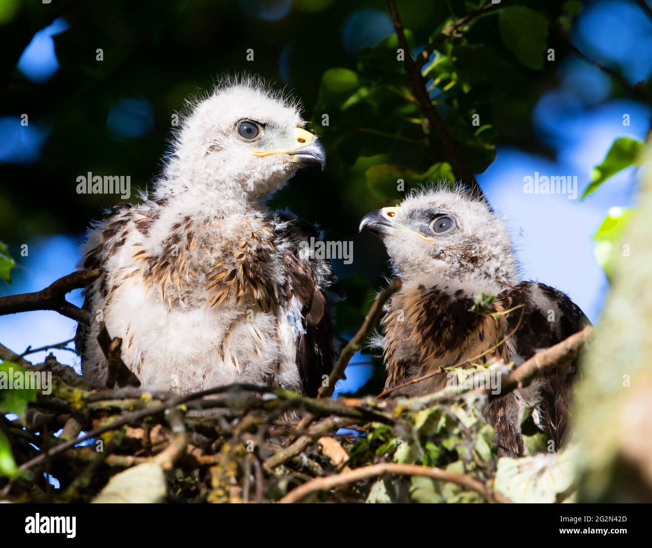Buteo buteo common buzzard nest hi-res stock photography and images - Alamy