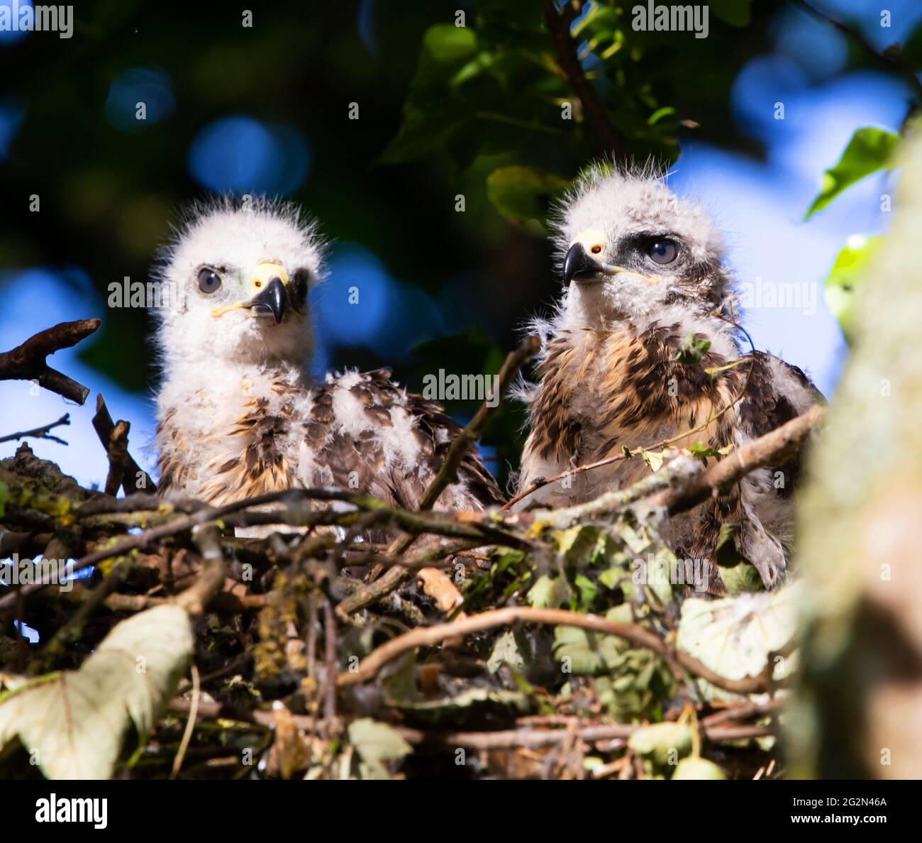 Buteo buteo common buzzard nest hi-res stock photography and images - Alamy