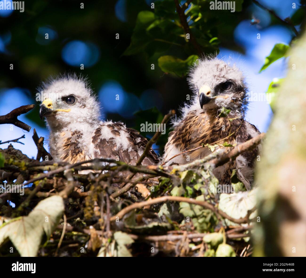 Buteo buteo common buzzard nest hi-res stock photography and images - Alamy