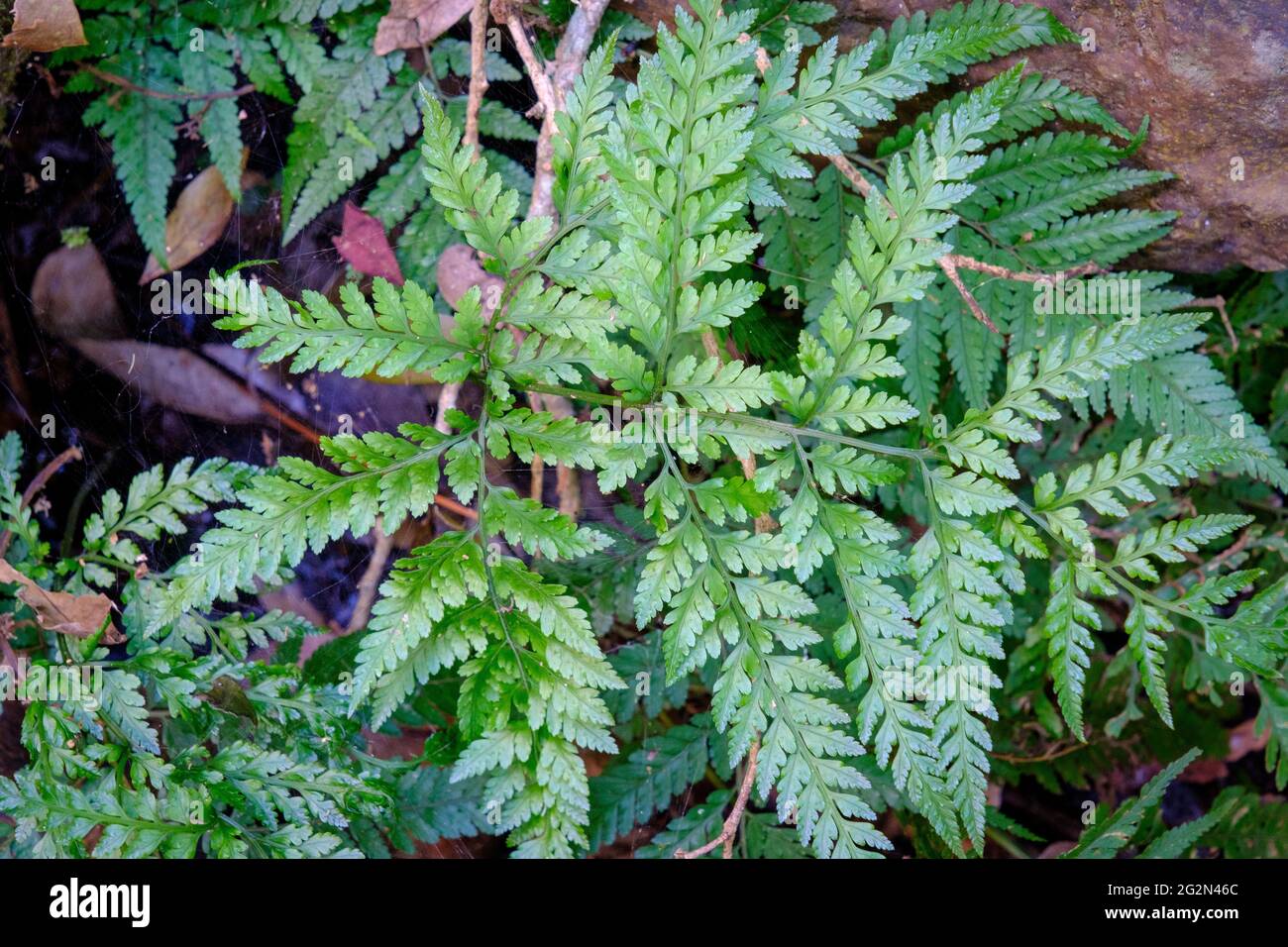 O'Reilly's Rainforest Retreat, Green Mountains National Park - Moran ...