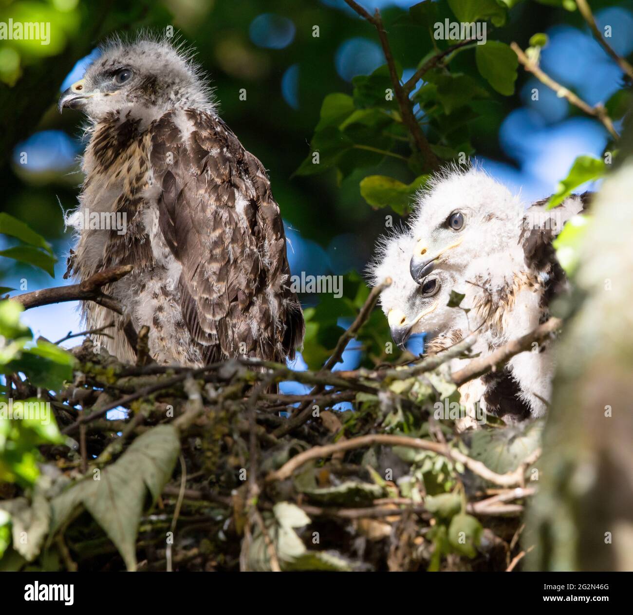 Buteo buteo common buzzard nest hi-res stock photography and images - Alamy