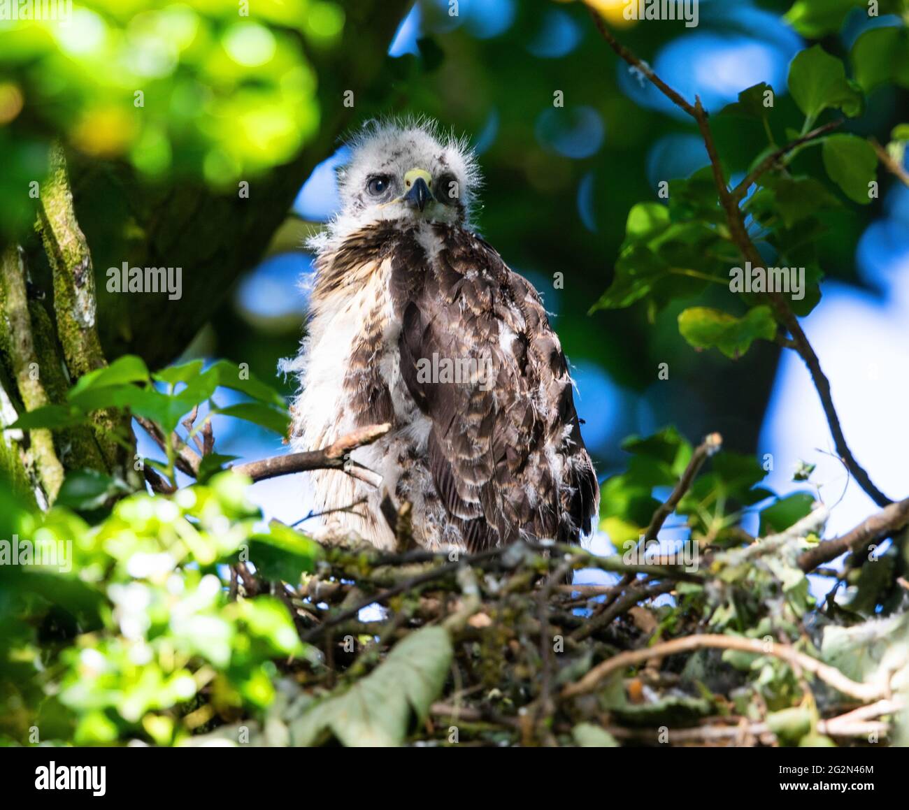 Buteo buteo common buzzard nest hi-res stock photography and images - Alamy