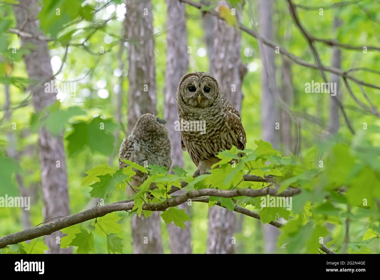 Mother and baby barred owls on a branch. Afternoon sun lights up the ...