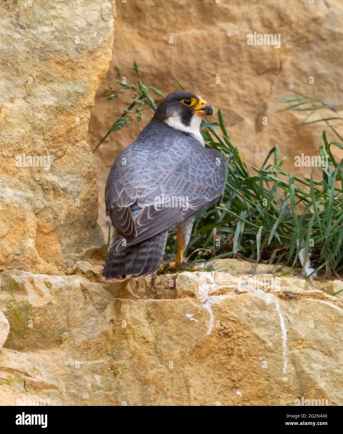 Peregrine Falcon at a nest site in the Cotswold Hills Stock Photo - Alamy