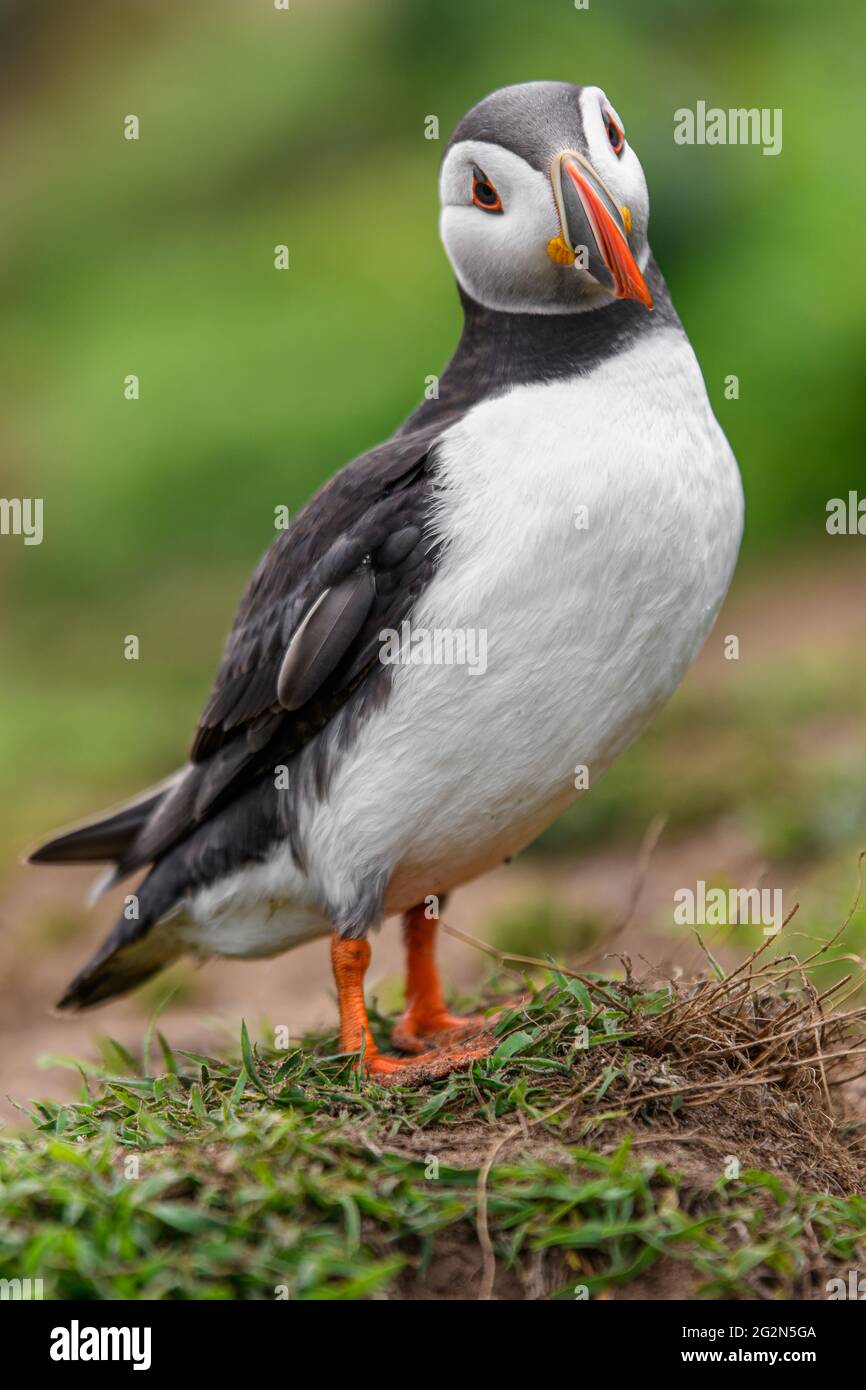 Puffins flying wales hi-res stock photography and images - Alamy
