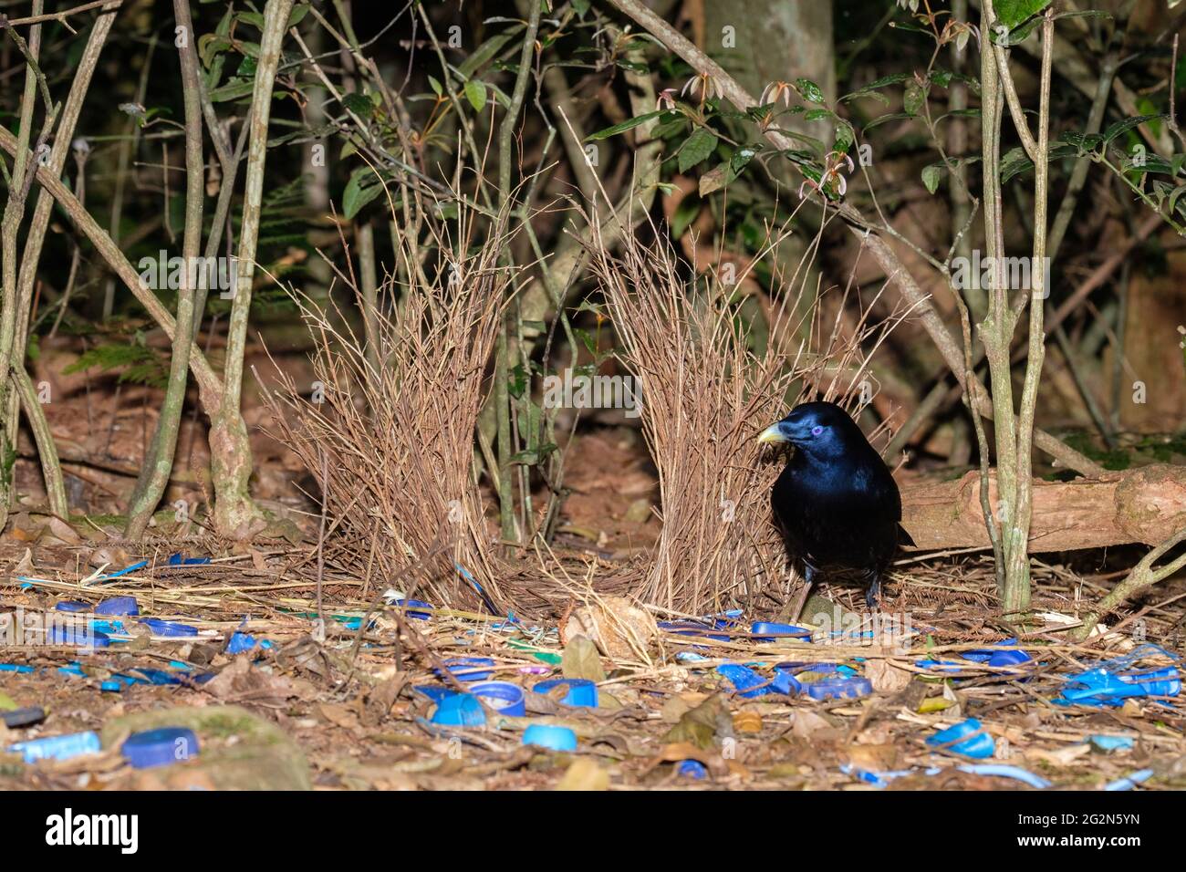 O'Reilly's Rainforest Retreat, Green Mountains National Park - Satin ...