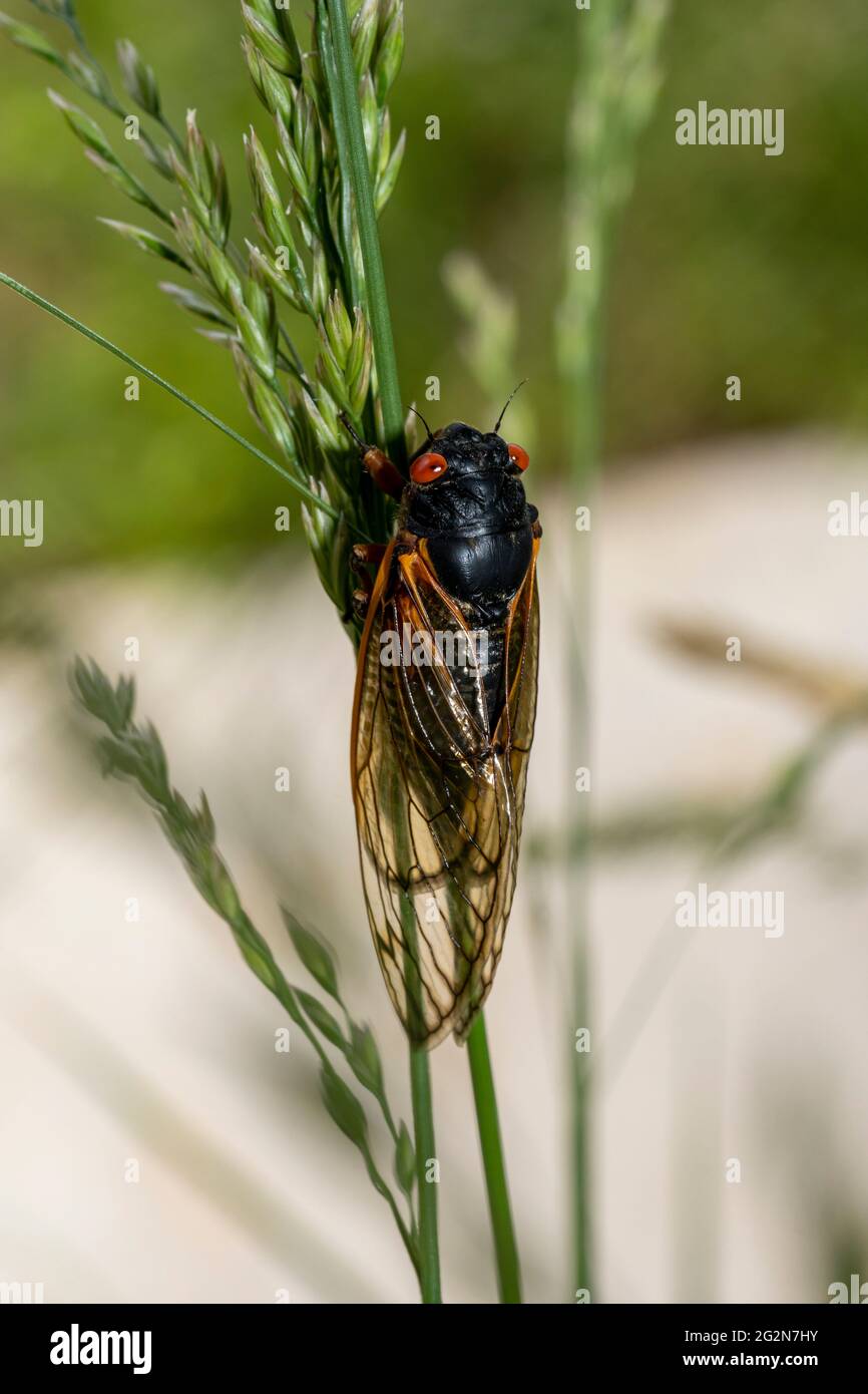 17 year cicadas hi-res stock photography and images - Alamy