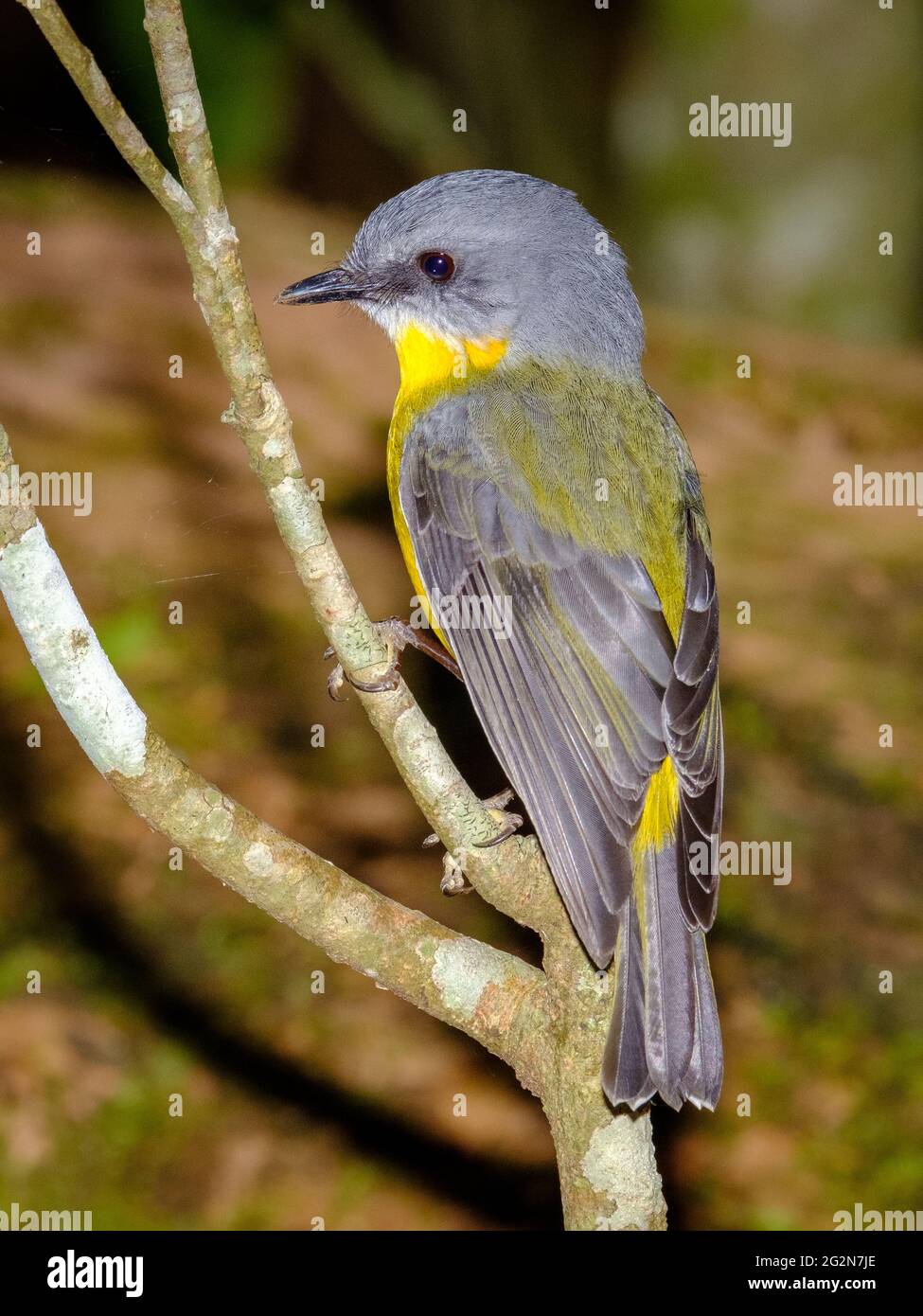 O'Reilly's Rainforest Retreat, Green Mountains National Park - Eastern ...