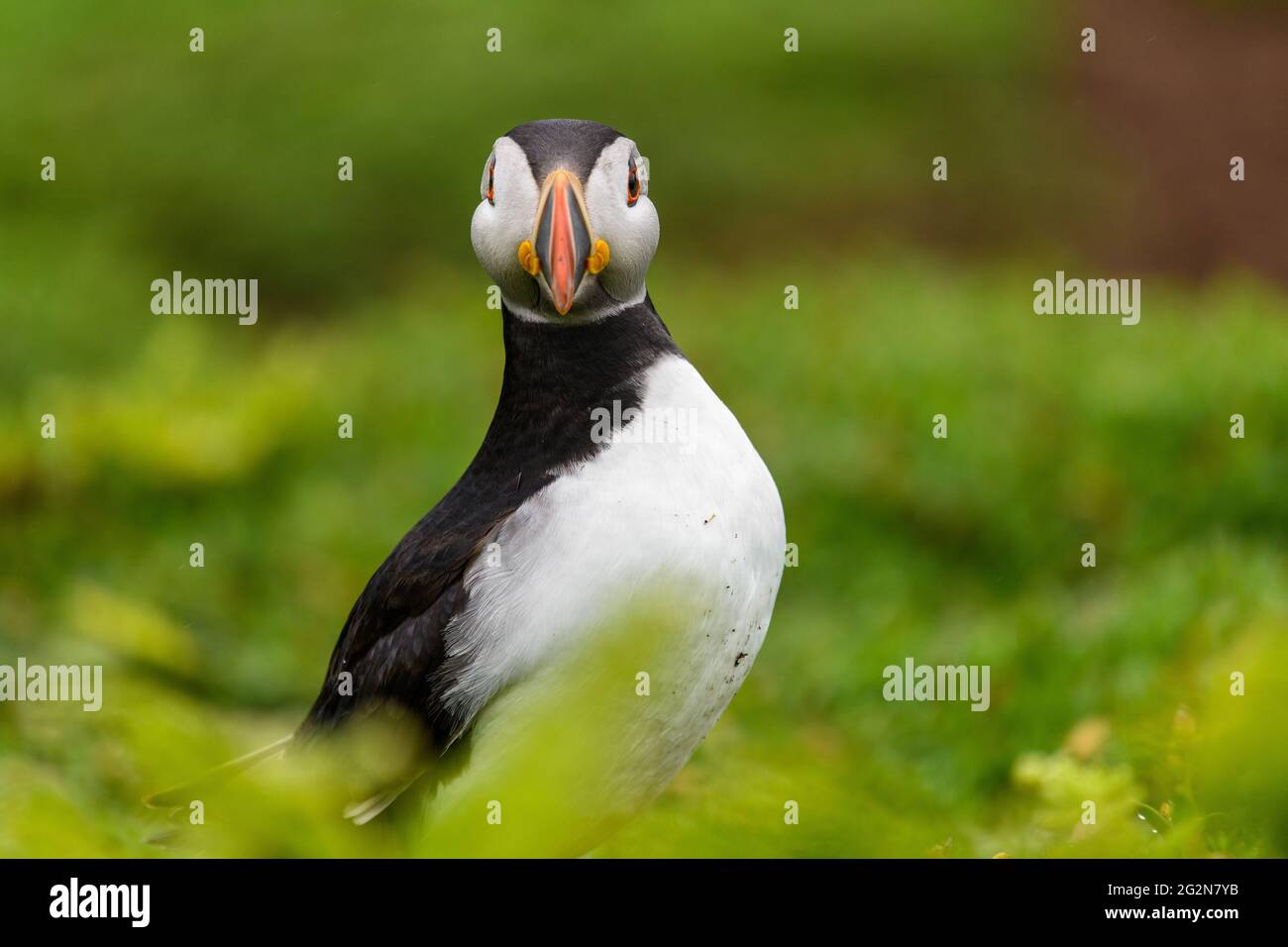 Wild Sea Birds Atlantic Puffins at the coast of Skomer Island ...