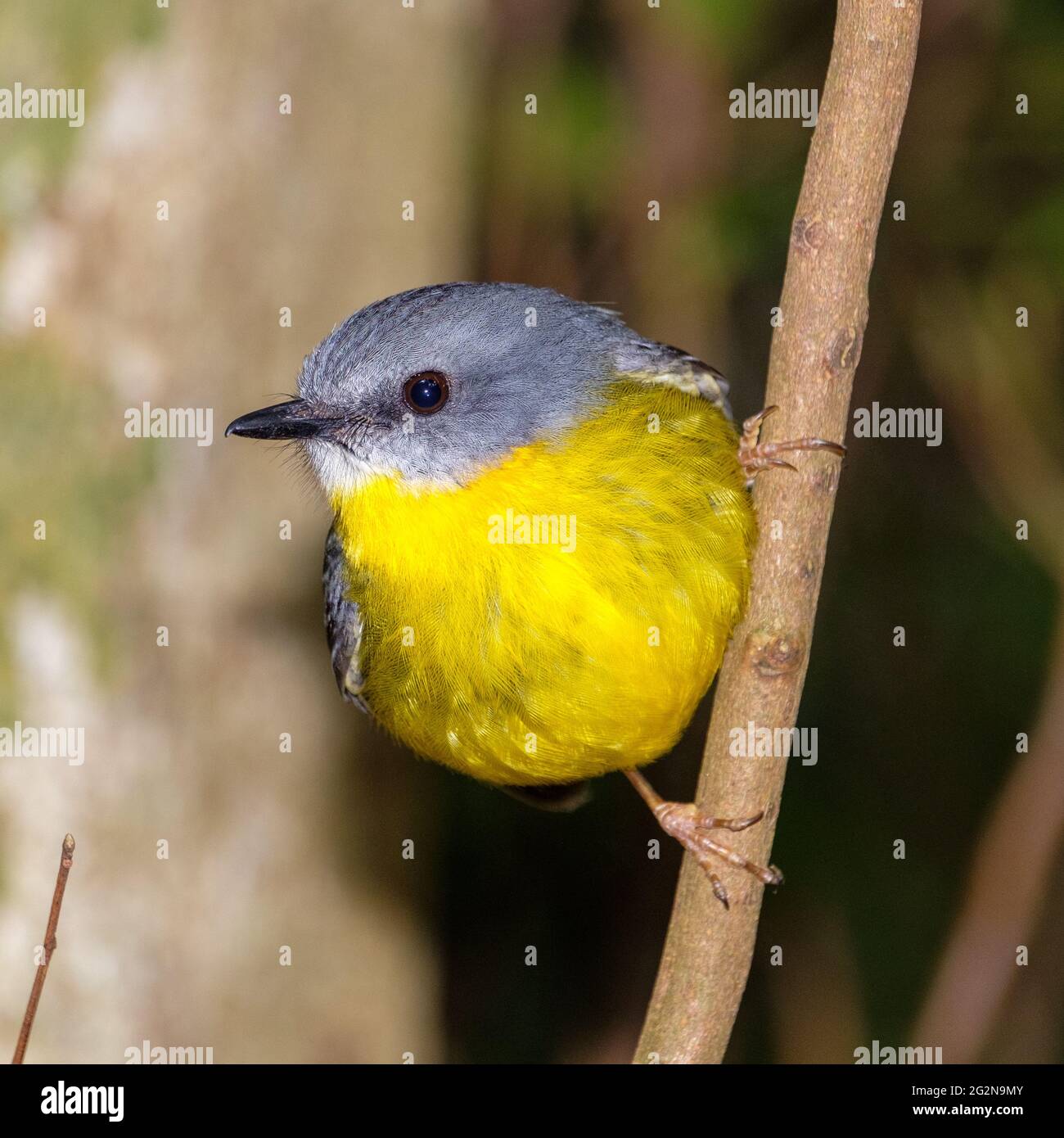 Eastern yellow breasted robin hi-res stock photography and images - Alamy