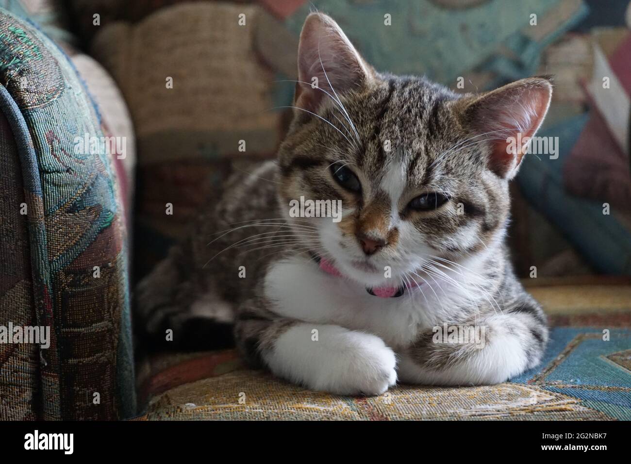 Closeup of an adorable domestic kitten on the couch indoors Stock Photo ...