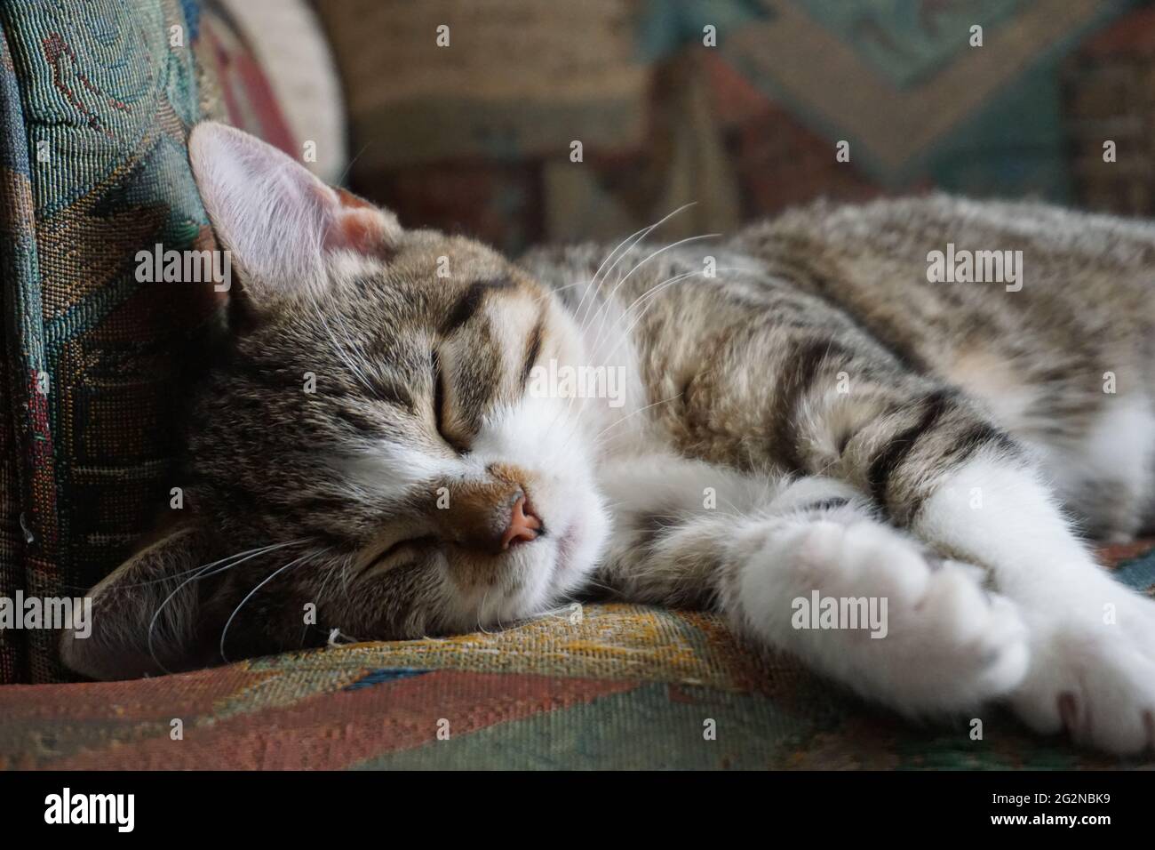 Closeup of an adorable domestic kitten sleeping on the couch indoors ...