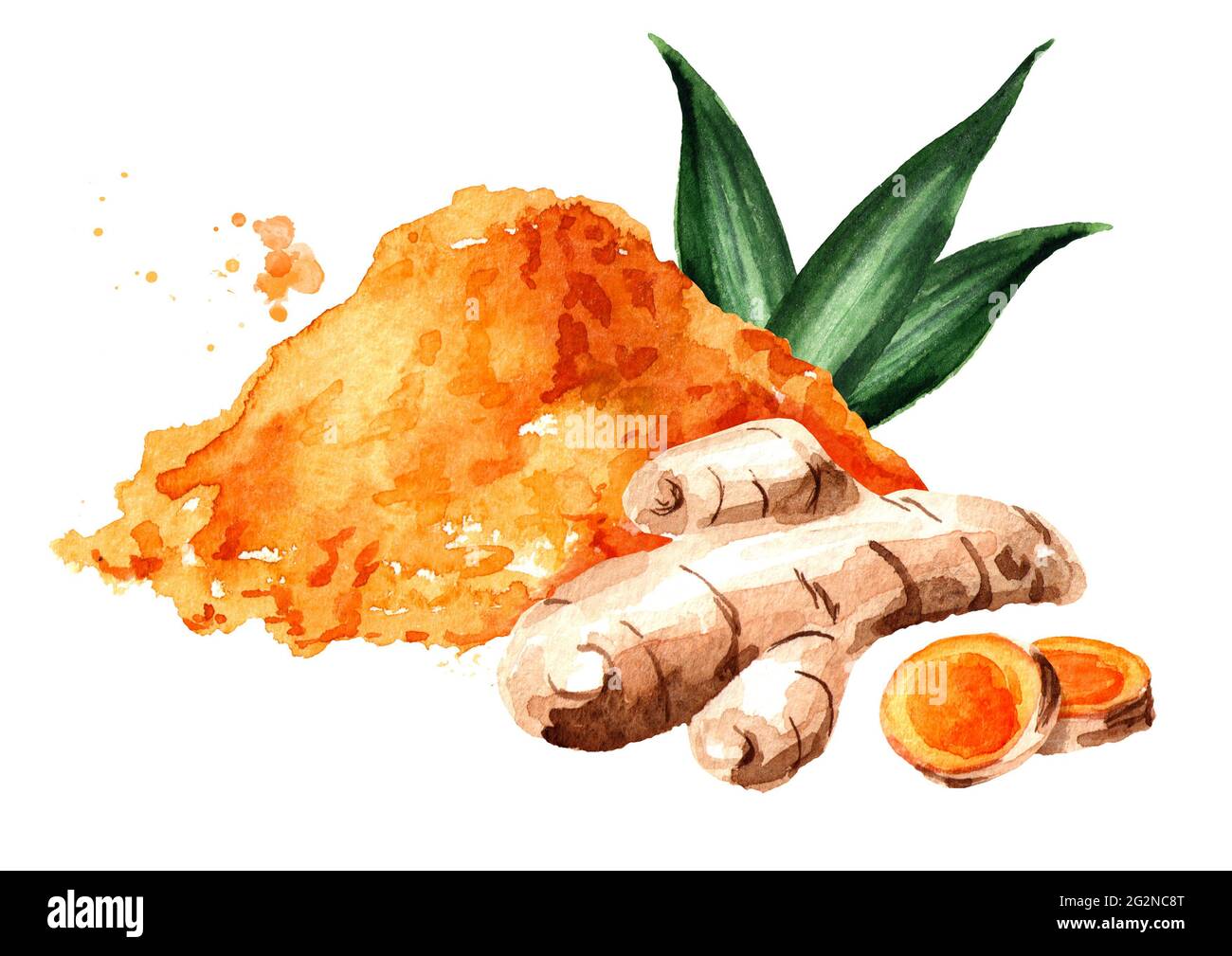 Turmeric root, green leaf and powder. Watercolor hand drawn ...