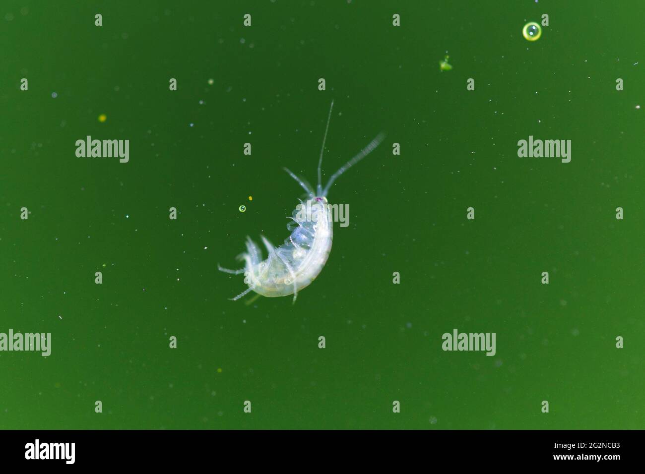 Amphipod crustacean Gammaridae Gammarus in close-up in algae-rich water ...