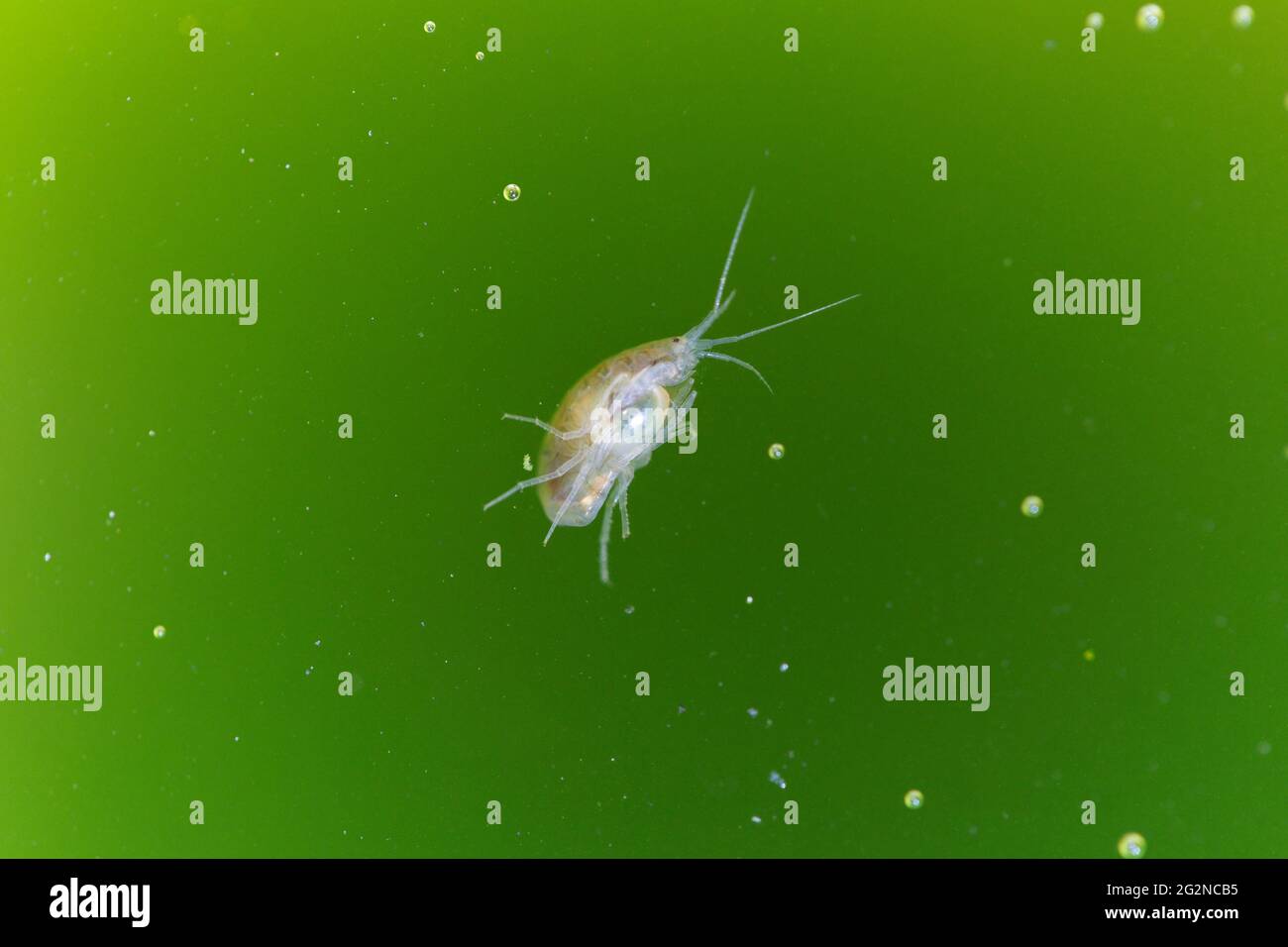 Amphipod crustacean Gammaridae Gammarus in close-up in algae-rich water ...