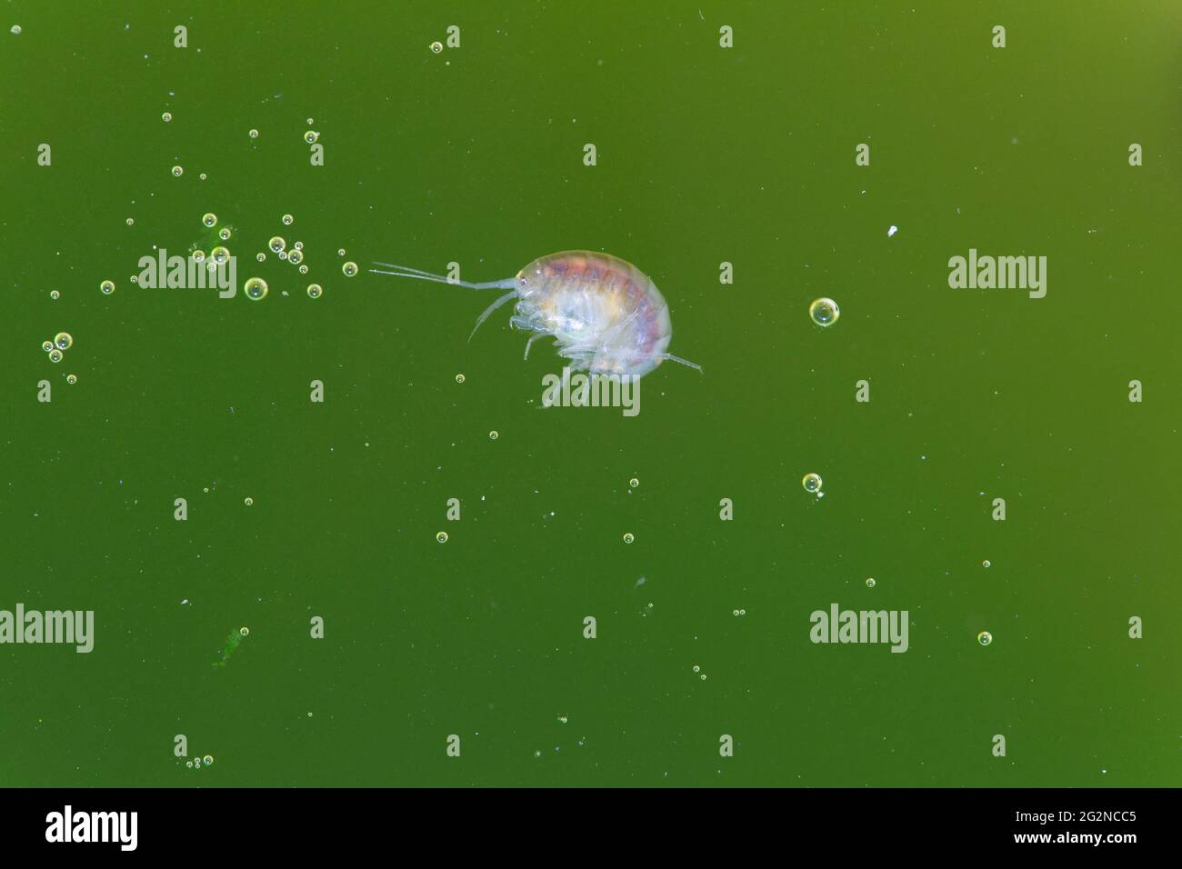 Amphipod crustacean Gammaridae Gammarus in close-up in algae-rich water ...
