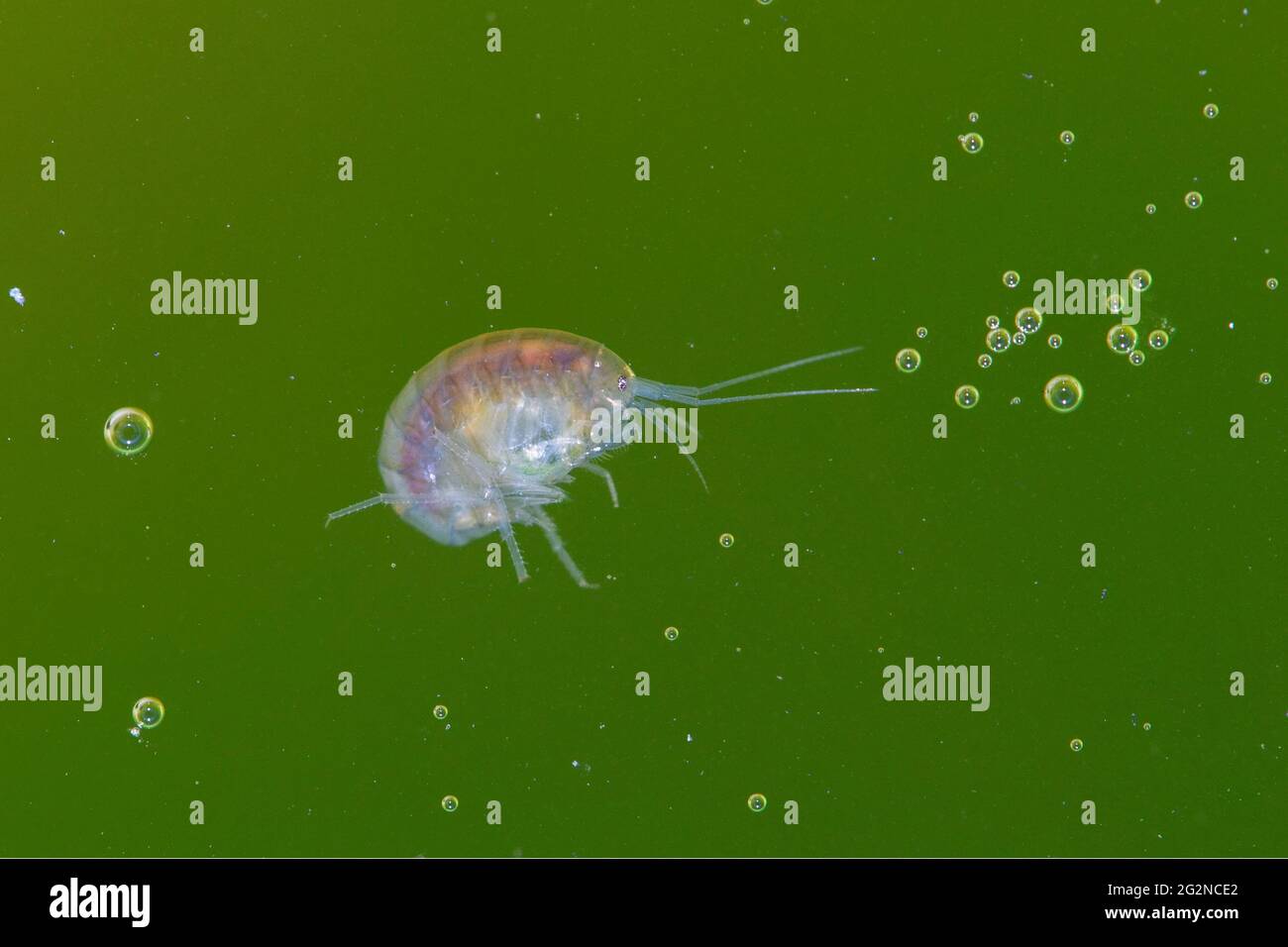 Amphipod crustacean Gammaridae Gammarus in close-up in algae-rich water ...