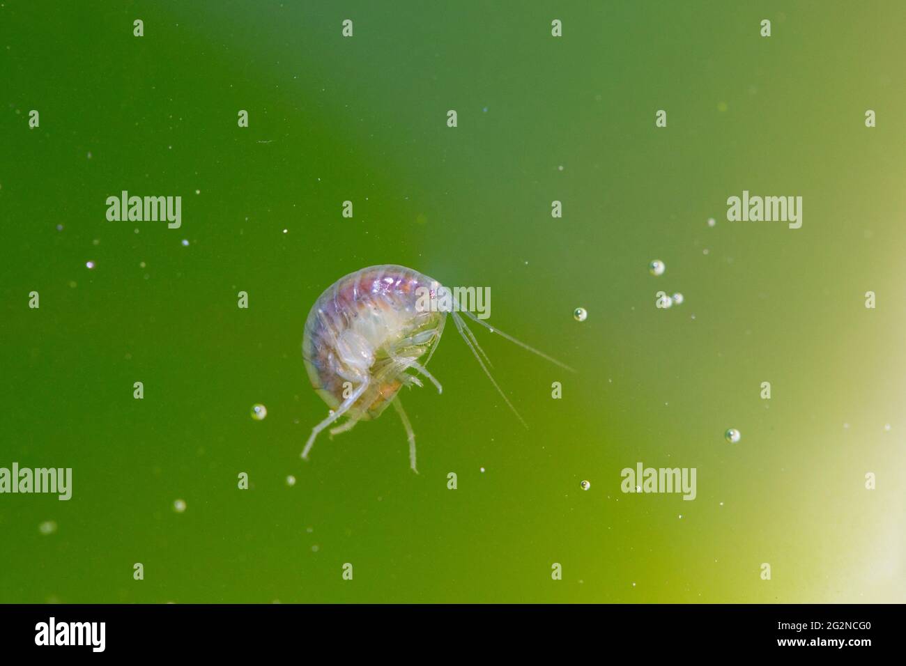 Amphipod crustacean Gammaridae Gammarus in close-up in algae-rich water ...