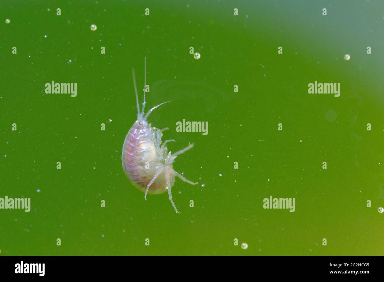 Amphipod crustacean Gammaridae Gammarus in close-up in algae-rich water ...