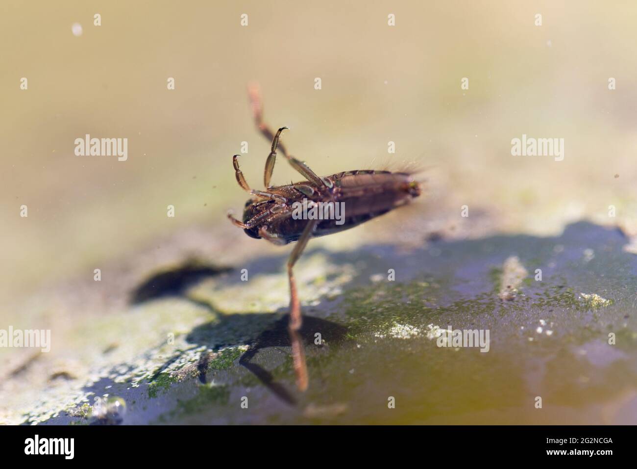 Aquatic insect Hemiptera Notonecta glauca close-up swimming Stock Photo ...