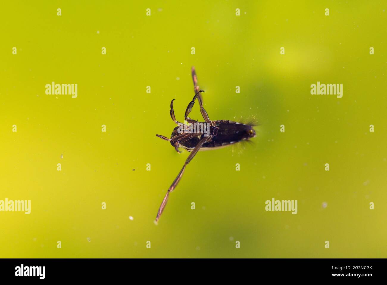 Aquatic insect Hemiptera Notonecta glauca close-up swimming Stock Photo ...