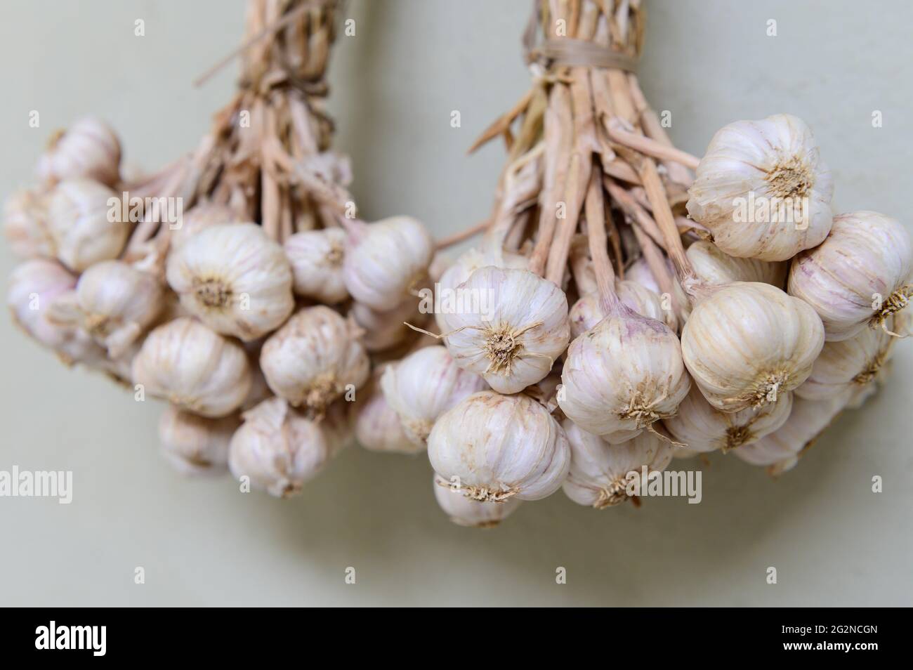 Hanging garlic on drying Stock Photo - Alamy
