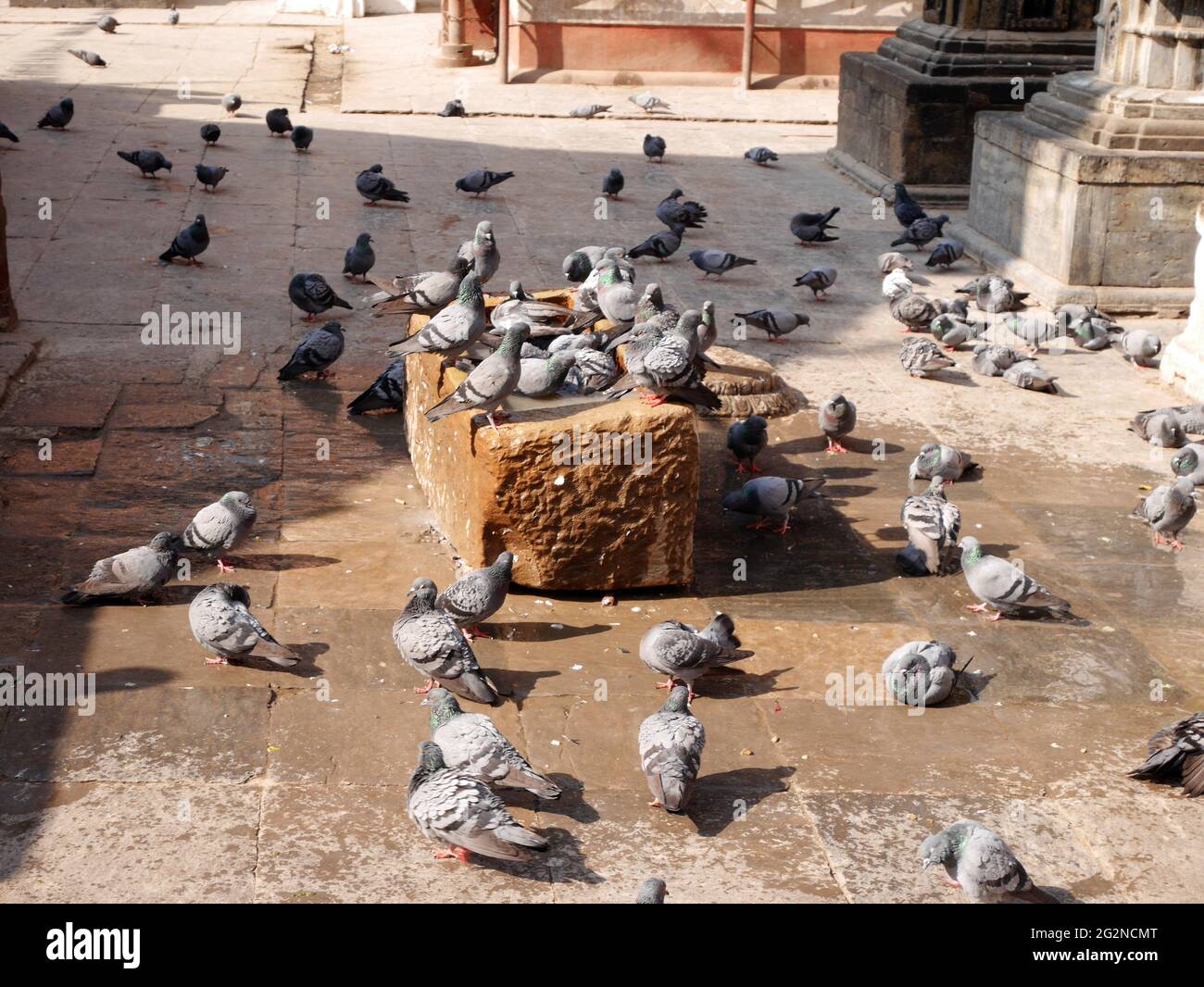 Dove bird wait nepali people feeding food with pigeon birds drinks ...